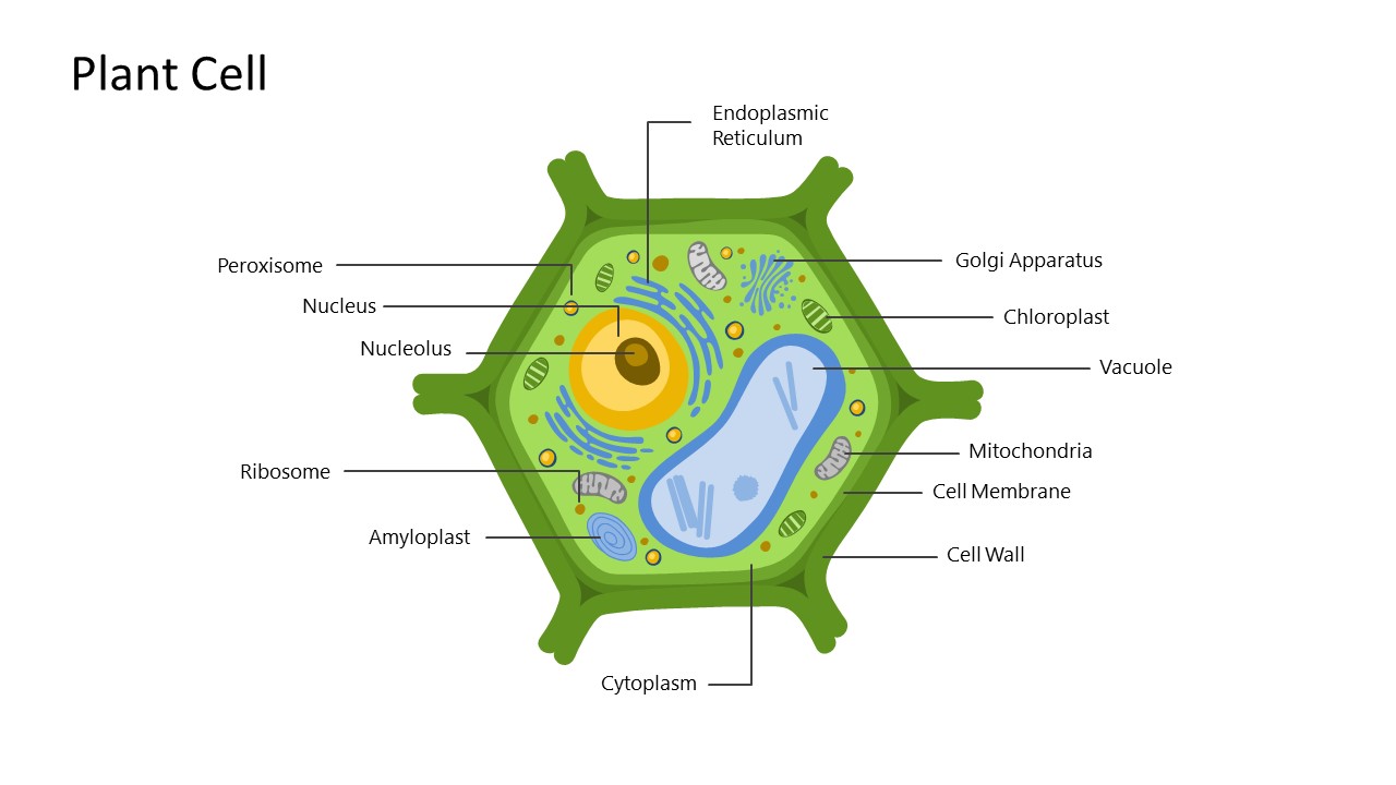 Photosynthesis PowerPoint Template - SlideModel
