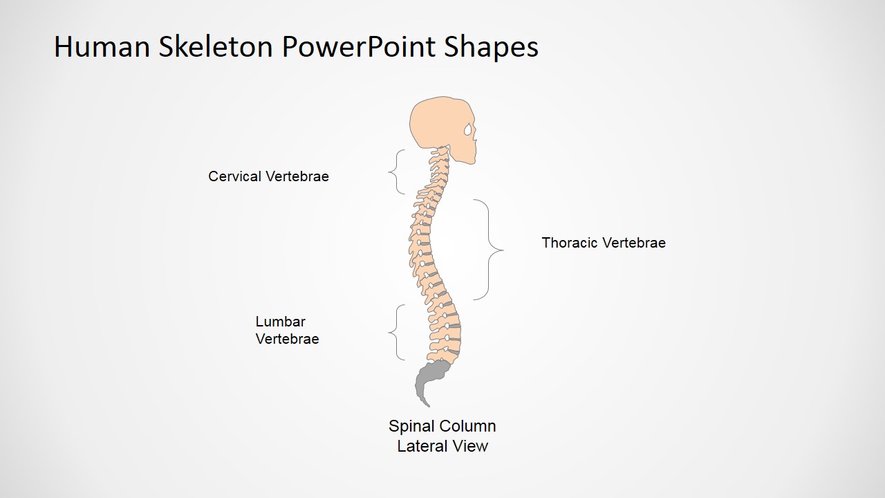 Medical Presentation Using PowerPoint (Spinal Column Lateral View ...
