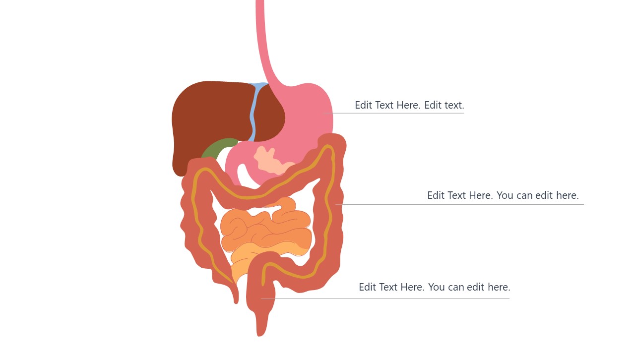Digestive System PowerPoint Template - SlideModel
