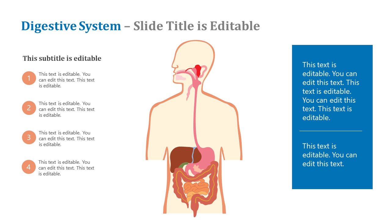Digestive System PowerPoint Template - SlideModel