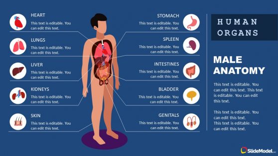 Anatomy of the Human Heart PowerPoint Shapes - SlideModel